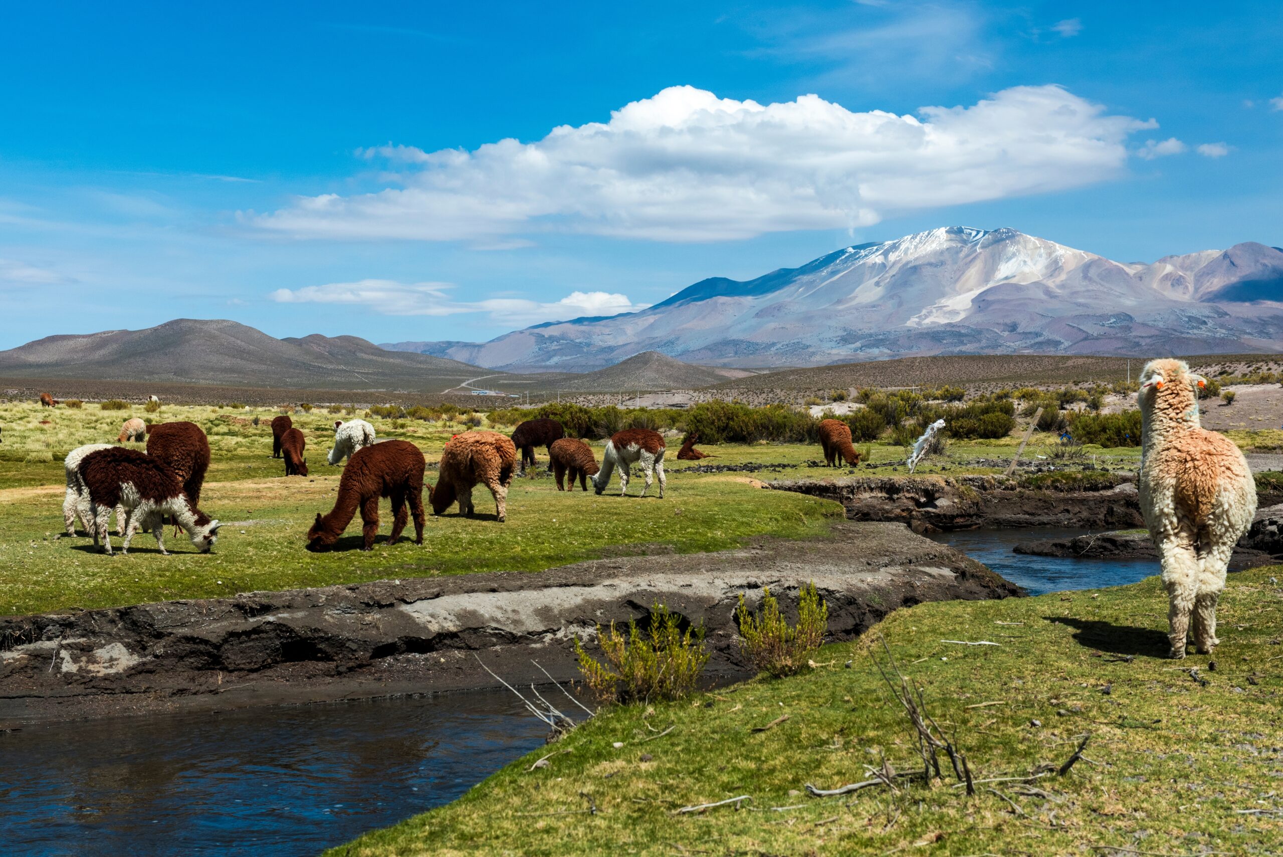 Chile estrena el SBAP: giro histórico en la protección de la naturaleza ...